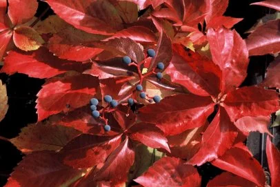 Removing Virginia Creeper Vine