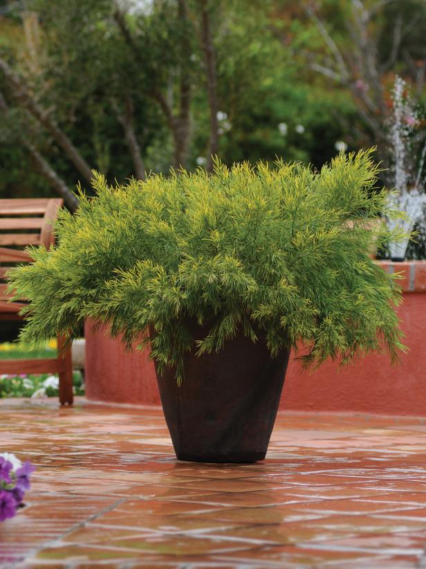 What to Plant for a Family-Friendly Backyard | HGTV