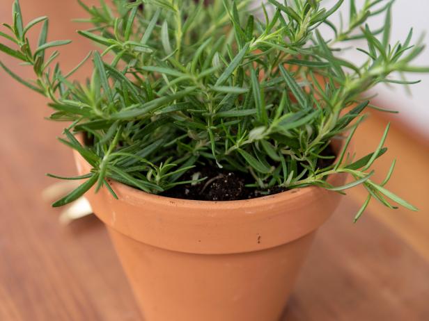 Tips for Growing and Using Rosemary | HGTV