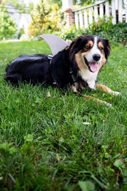 Shark Fin Costume For Dogs