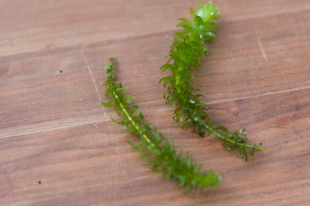 Best Plants for a Betta Fish | HGTV