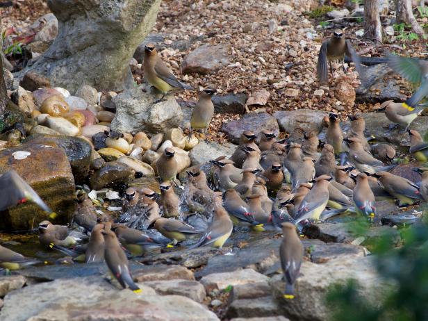 How to Use Water Features to Attract Birds to Your Yard | HGTV