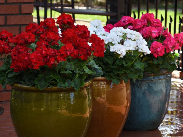 Geranium Care: Your Guide to Growing Geranium Flowers | HGTV