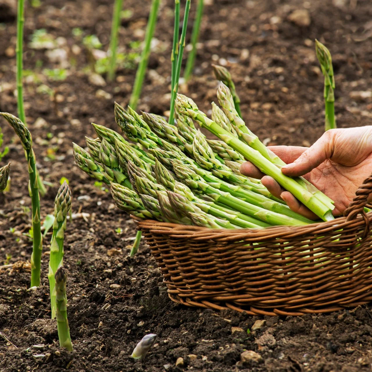 Garden asparagus store