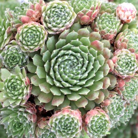 Succulent Plants & Gardens | Topics | HGTV