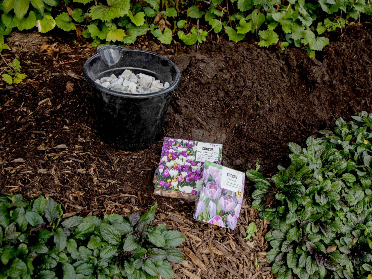 How to Prevent Critters From Stealing Your Garden Bulbs | HGTV