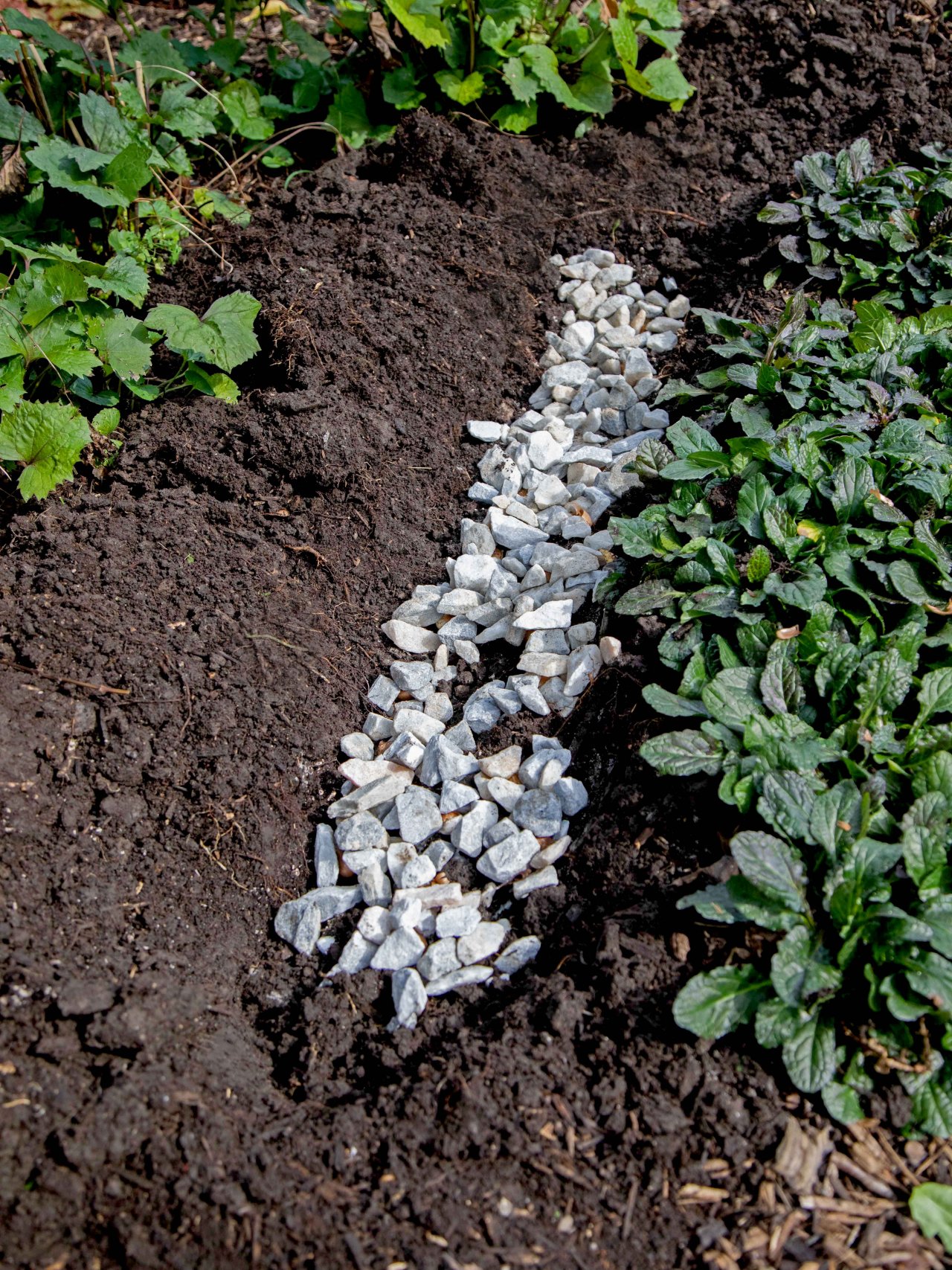 How to Prevent Critters From Stealing Your Garden Bulbs | HGTV