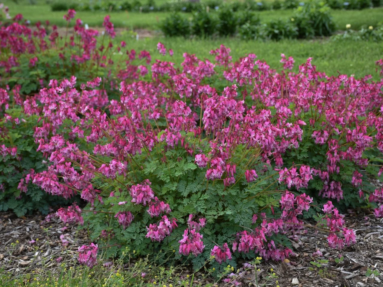 does bleeding heart die back