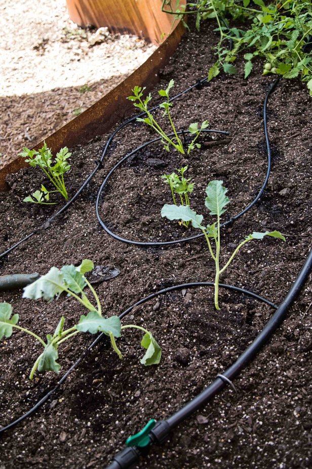 How to Install a Soaker Hose in Your Vegetable Garden | HGTV