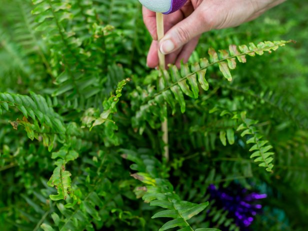 Easily Dress Up Your Front Porch Fern for Halloween | HGTV