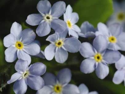 myosotis sylvatica white