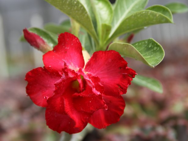 How to Grow Desert Rose | HGTV