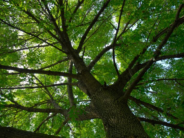 Ash Tree Planting and Growing Guide | HGTV