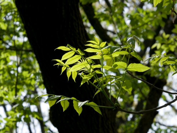 Ash Tree Planting and Growing Guide | HGTV
