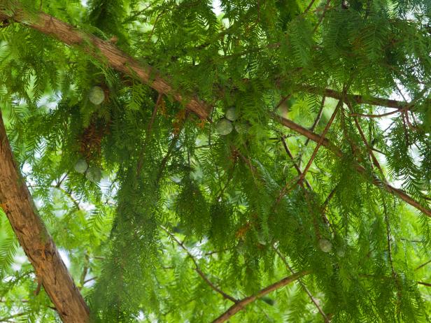 How to Care for Cypress Trees | HGTV