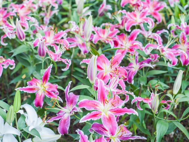 Stargazer Lily Plant Profile | HGTV