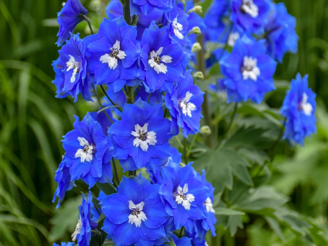 Flower Delphinium Delphinium: How To Plant, Grow And Care For