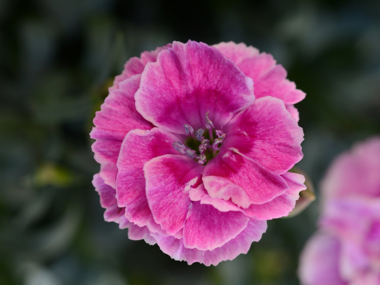 Dianthus: Growing Dianthus Flowers in the Garden | HGTV