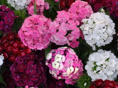 how much does dianthus spread