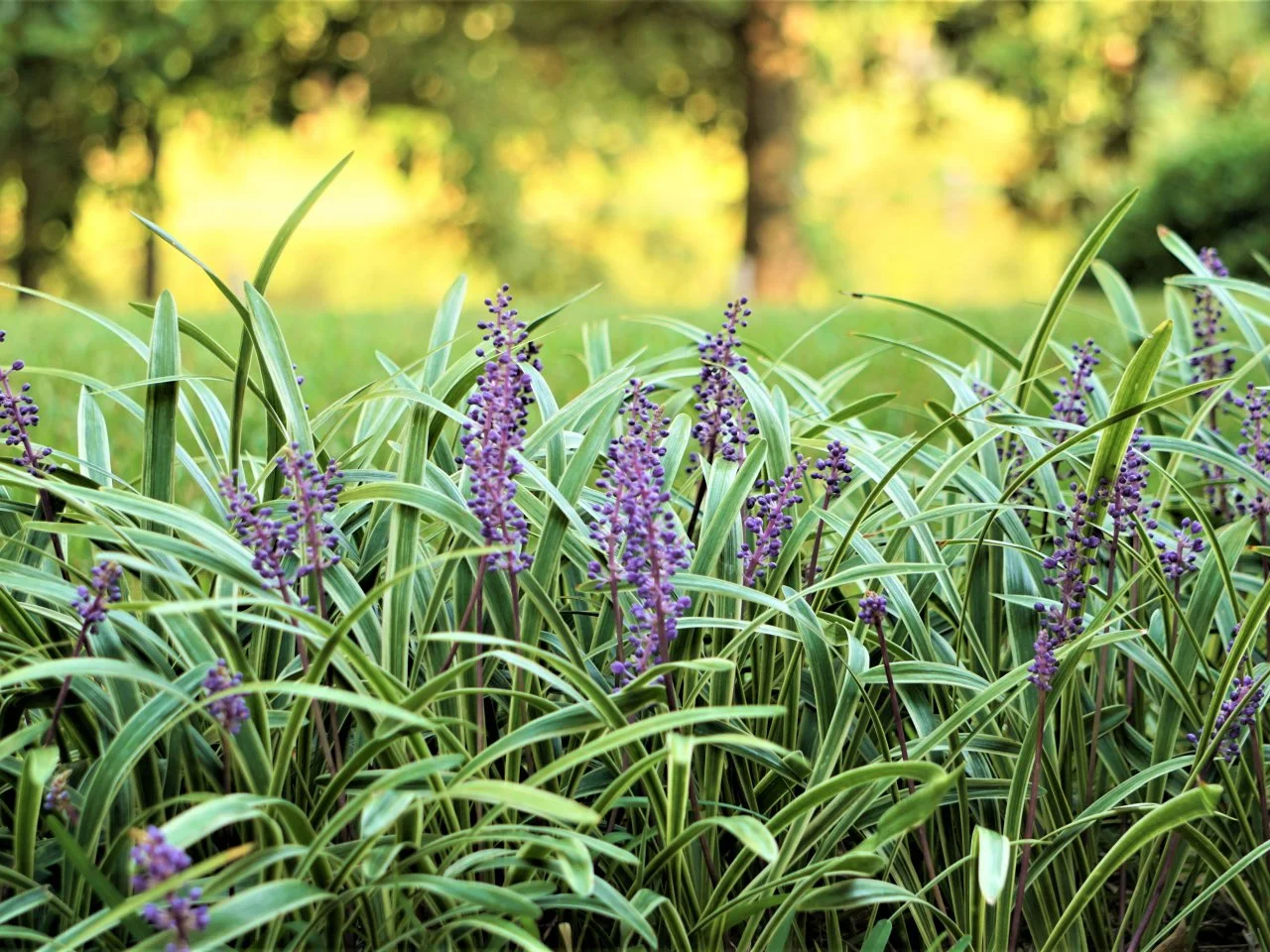 Monkey Grass Around Trees