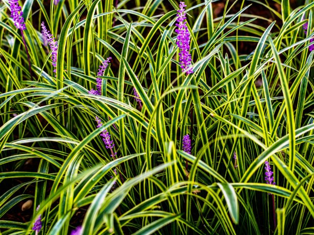 What are Variegated Plants? | All About Variegated Plants | HGTV