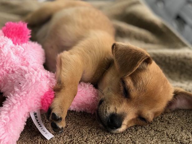 How to Adopt a Dog and What to Expect | HGTV