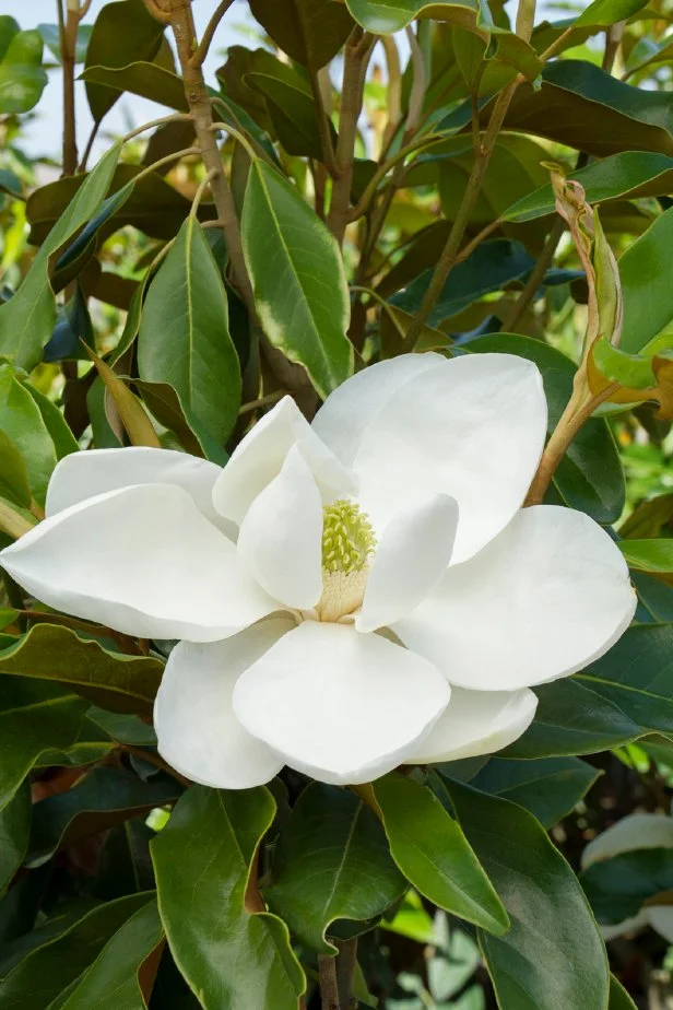 magnolia tree types