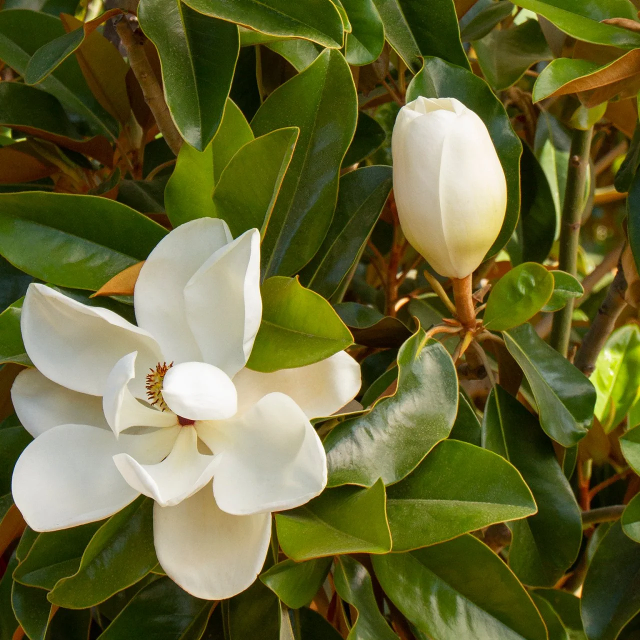 Magnolia Tree Types How To Grow Magnolia Trees In Your Yard