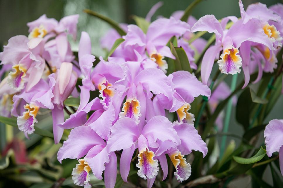 Spring Flowers and Expert Gardening Advice From Biltmore Gardens | HGTV