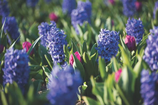 Hyacinths In Spring | HGTV