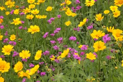 lanceleaf coreopsis care