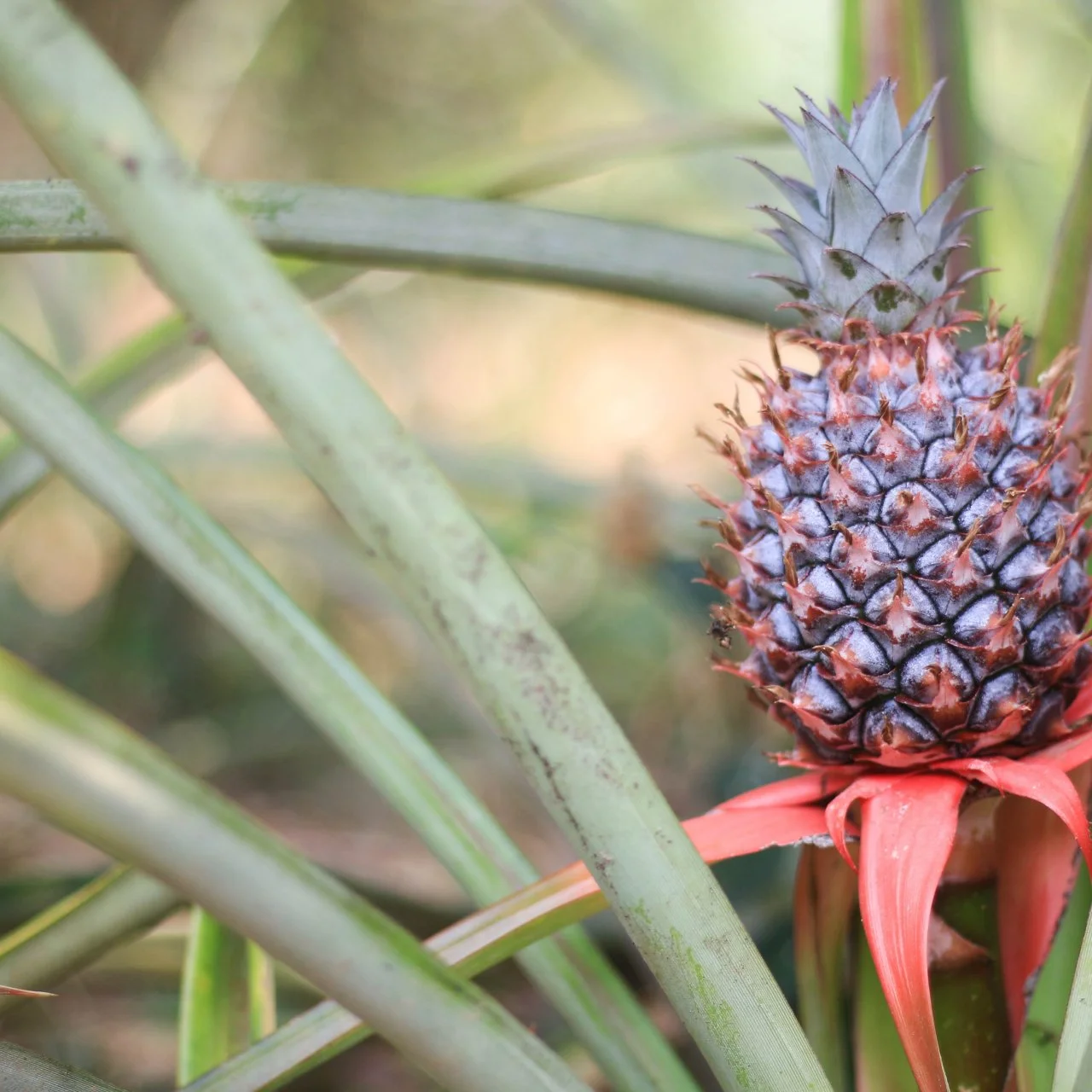Pineapple Tree 2 Gold Pineapple Plants Live To Grow 5 To 8 Inch Tall,