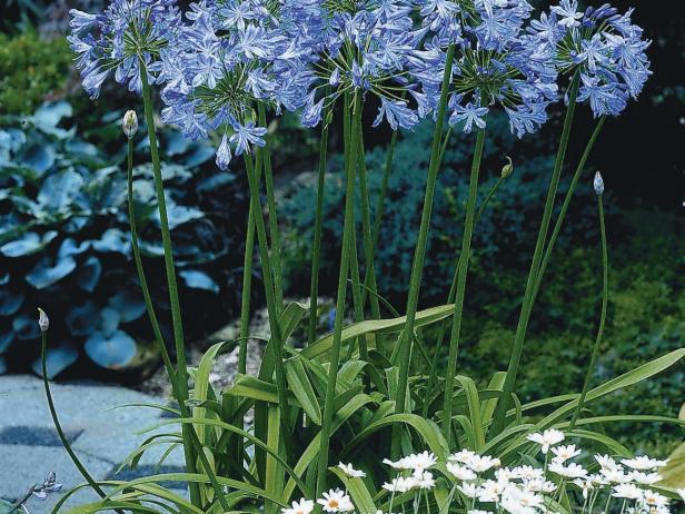 How to Grow and Care for Agapanthus | HGTV