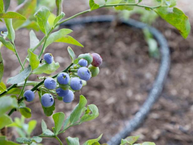 How to Plant Blueberry Bushes | HGTV