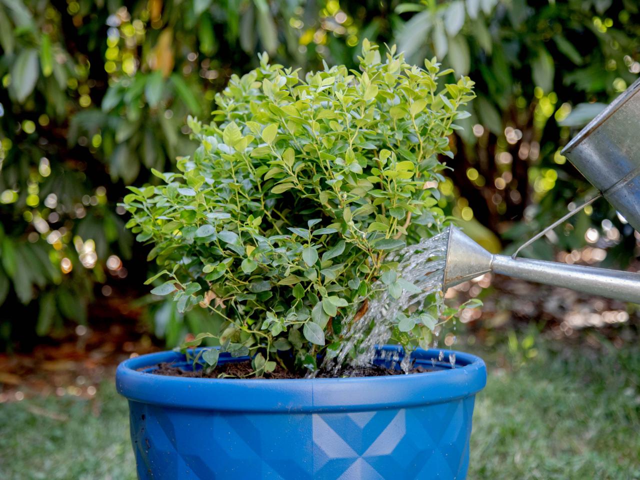 How to Plant Blueberry Bushes | HGTV