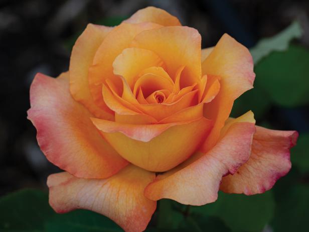 How to Grow Hybrid Tea Roses and Old-Fashioned Tea Roses | HGTV