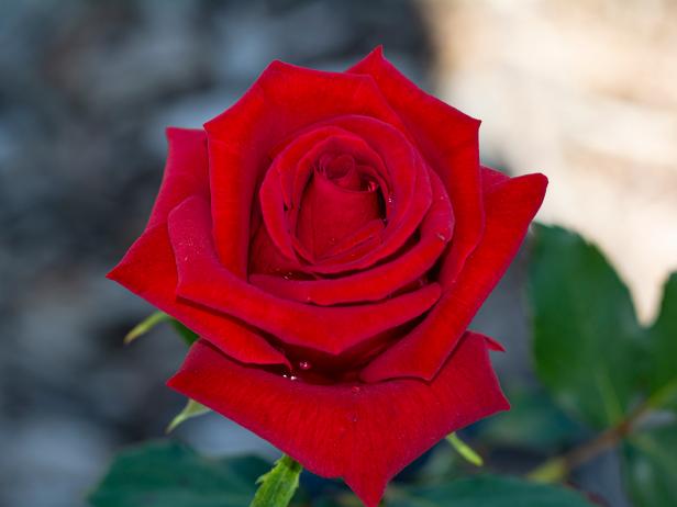 How to Grow Hybrid Tea Roses and Old-Fashioned Tea Roses | HGTV