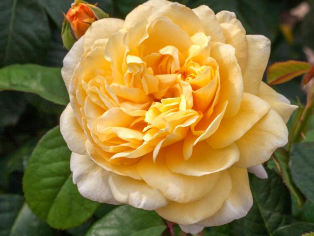 How to Grow Hybrid Tea Roses and Old-Fashioned Tea Roses | HGTV