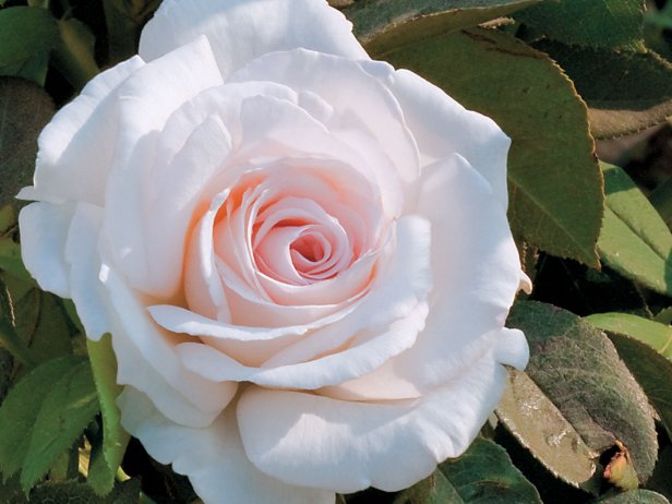 How to Grow Hybrid Tea Roses and Old-Fashioned Tea Roses | HGTV