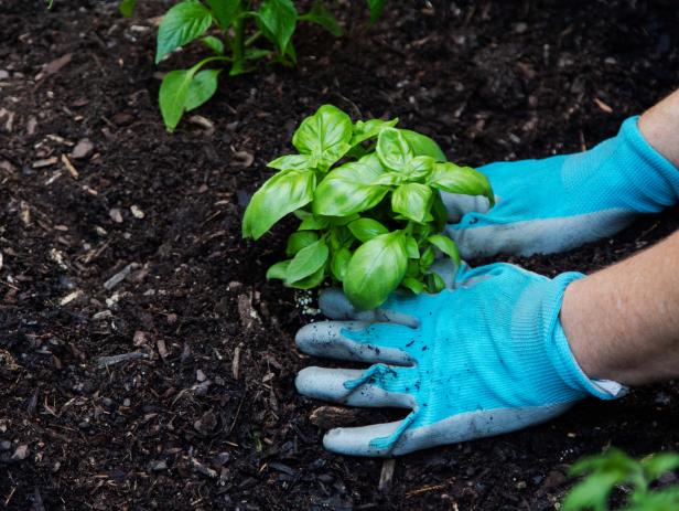 How to Grow and Harvest Basil | HGTV