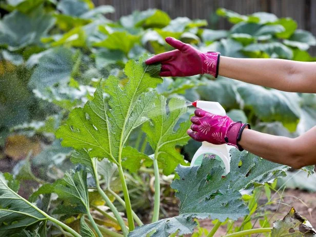 44 Common Garden Pests & How to Prevent Them | HGTV