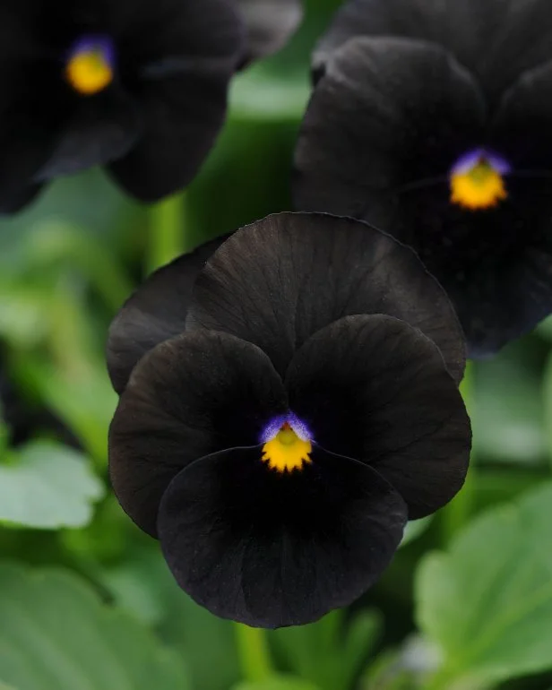 black flower examples