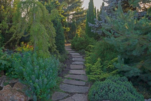 Tree Identification Pictures: Conifers | HGTV