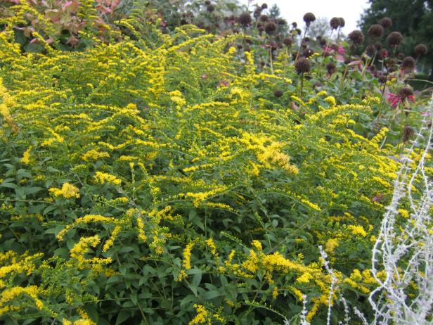 ‘Fireworks’ Goldenrod | HGTV