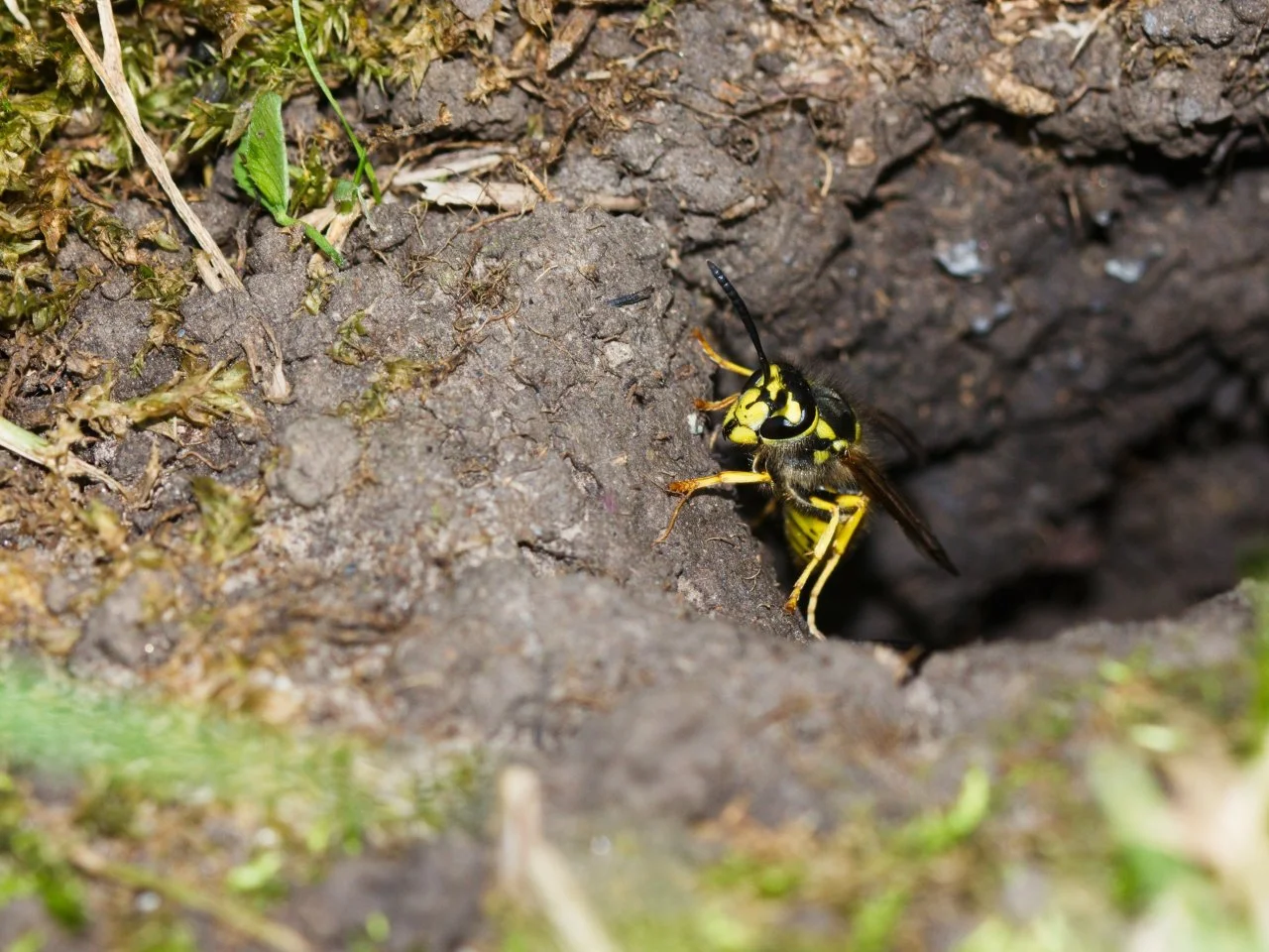 How to Eliminate Underground Wasp Nests HGTV