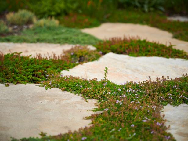 How to Plant and Grow Creeping Thyme | HGTV
