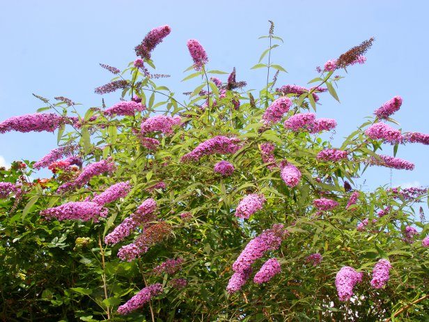 How to Plant and Care for Butterfly Bush: A Gardener's Guide | HGTV