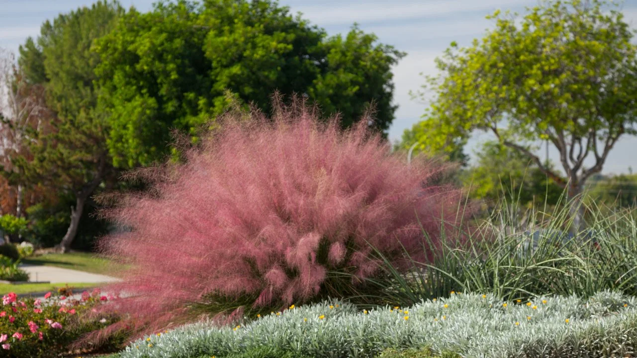 Cotton Candy Grass Landscapes