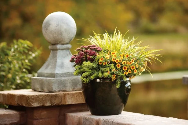 perennial plants for winter coloring pages