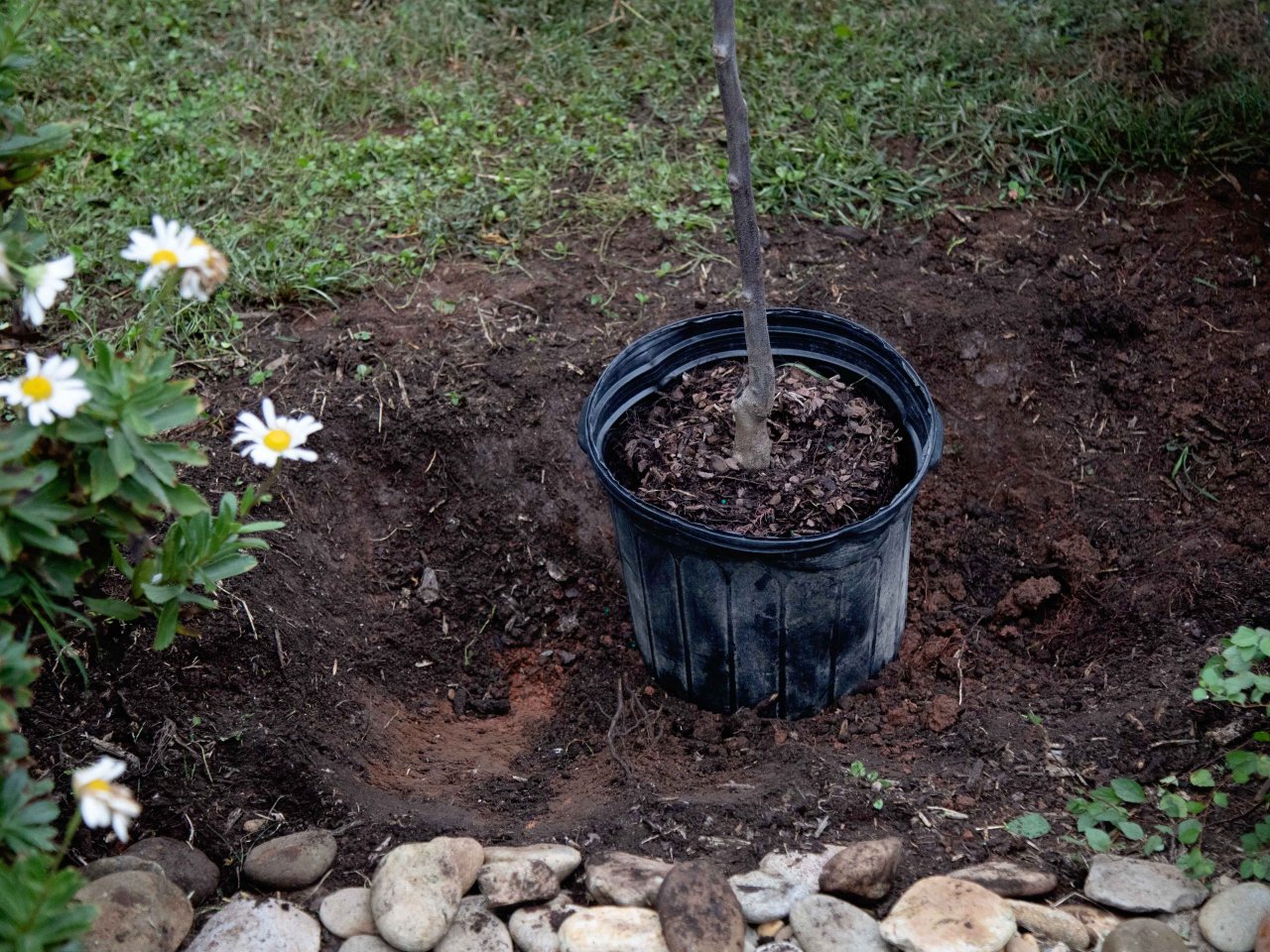 How to Plant a Tree | HGTV